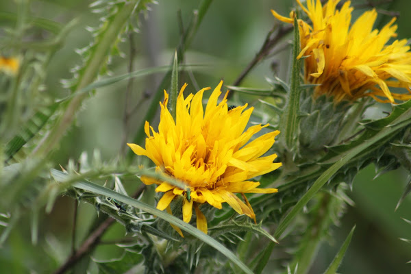 Yellow Thistle | Project Noah