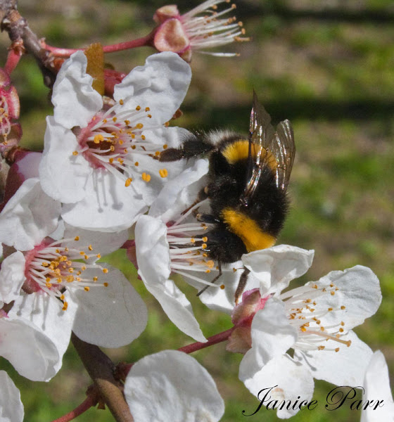 Buff-Tailed or Large Earth Bumblebee | Project Noah