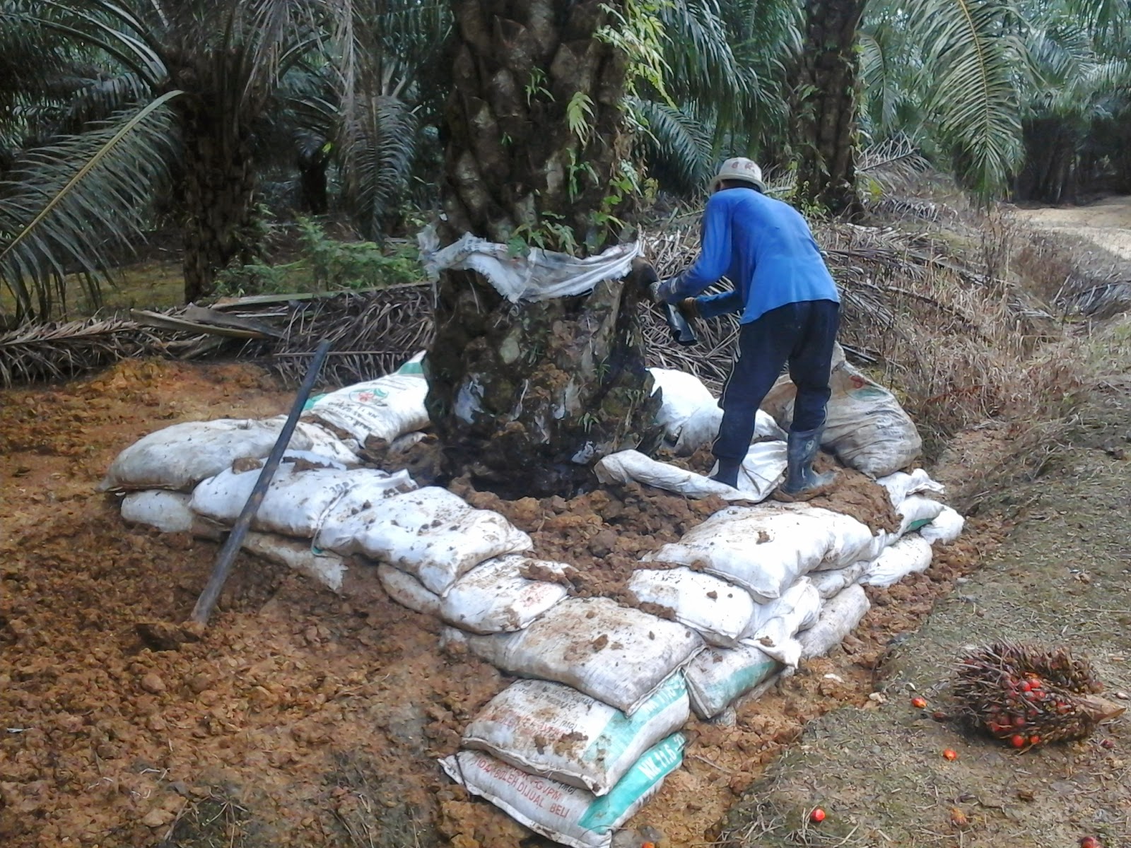Segar Minda: Soil Mounding Pokok serangan Ganoderma