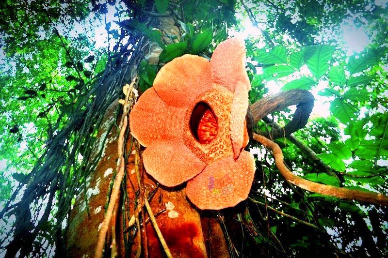 KPPGPPL BLOG: Rafflesia Bengkuluensis Mekar Kelopak 6 di Padang Guci ...