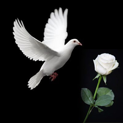 28+ Gambar Burung Merpati Dan Bunga, Paling Baru!