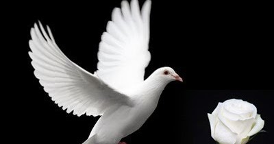 Fantastis 22+ Bunga Mawar Putih Dan Merpati - Gambar Bunga Indah