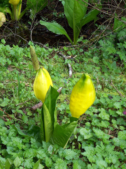 Western Skunk Cabbage | Project Noah