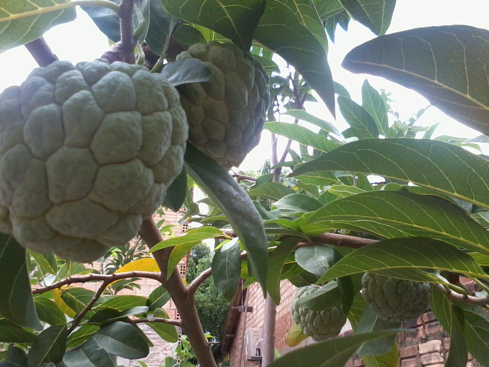 ATA: a fruta do Conde ou pinha.