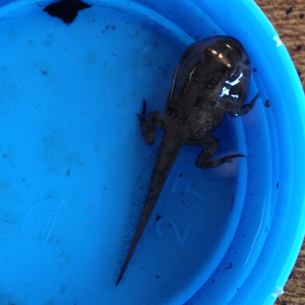 Fowler's Toad, tadpole | Project Noah