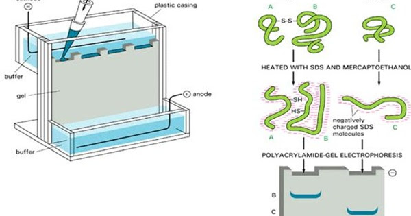 Western Blotting: Principle, Procedure and Applications ~ Biology Exams 4 U