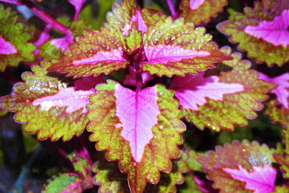 MAYANA | Project Noah