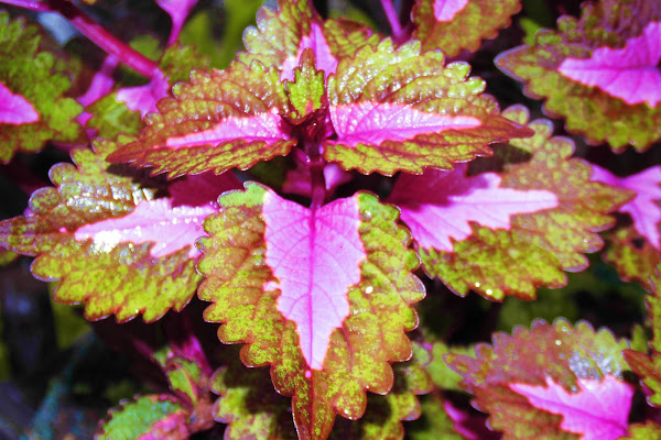 MAYANA | Project Noah