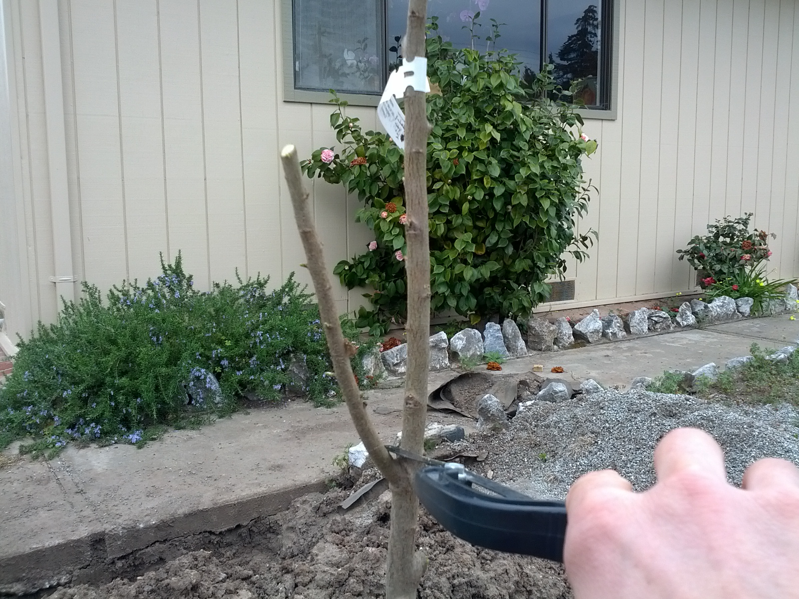 Gardening: Pruning santa rosa plum