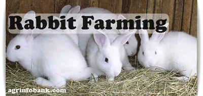Rabbit Farming | Agriculture Information Bank