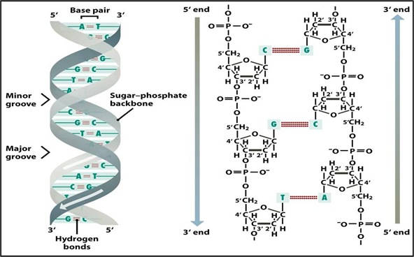 Double helix DNA model by Watson and Crick ~ Biology Exams 4 U
