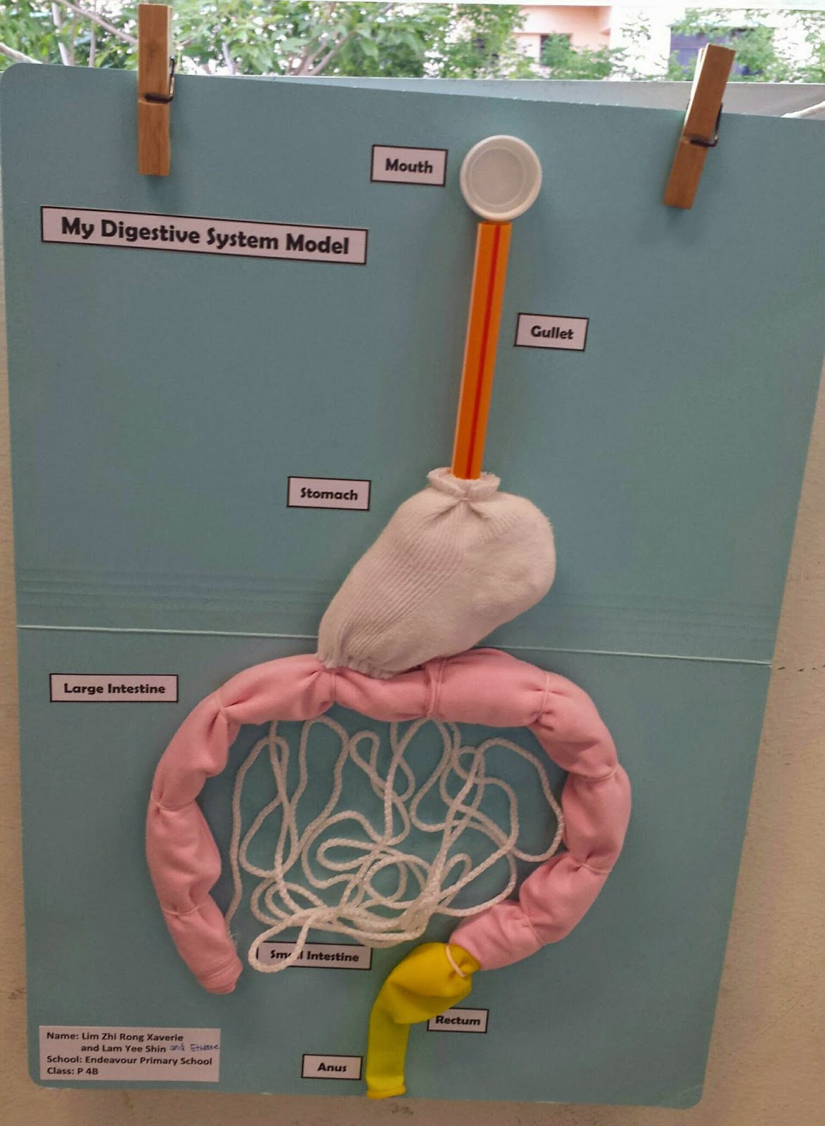 Welcome To Class 4B 2015 Presenting The Digestive System Model