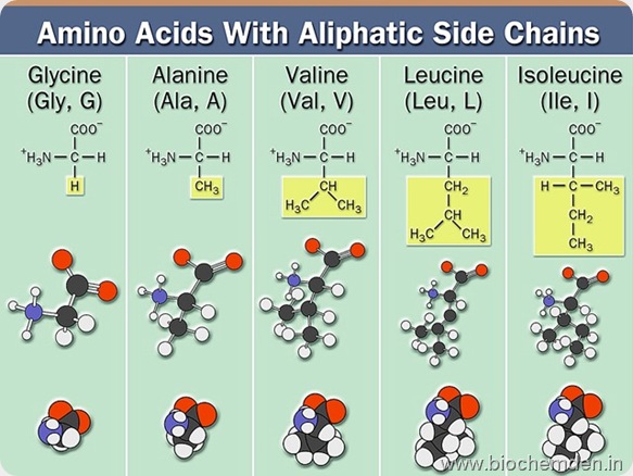 Basics And Amino Acids Classification