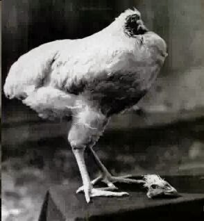 Ellis Ferdinand's blog: Amazing: Headless Chicken that lived for two ...