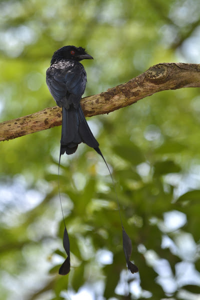 Greater racket-tailed Drongo | Project Noah