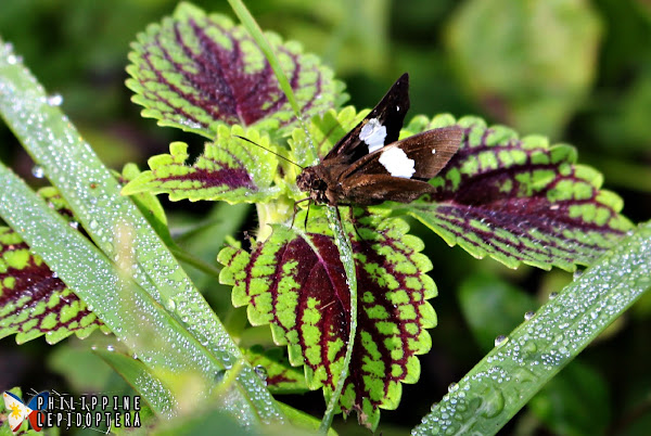 COMMON BANDED DEMON BUTTERFLY | Project Noah