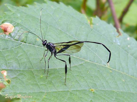Pelecinid wasp | Project Noah