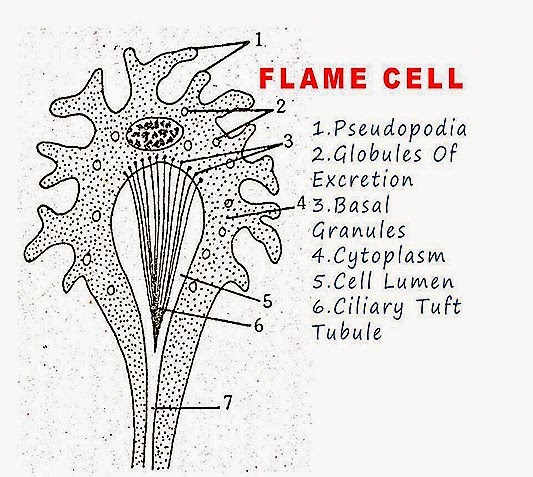 흡충, 조충 : 네이버 블로그