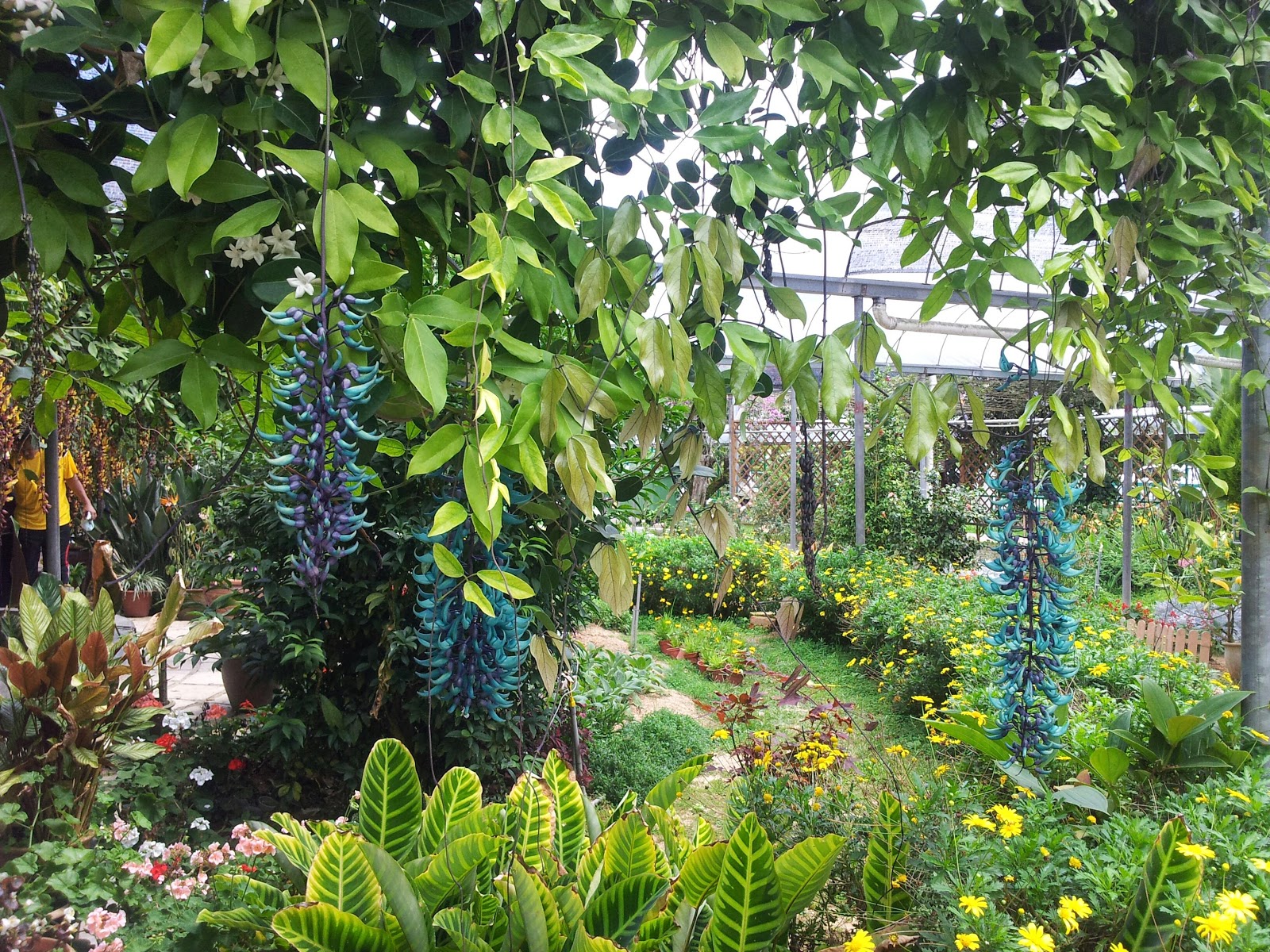 My Sekangkang Kera: Pokok Jade Vine
