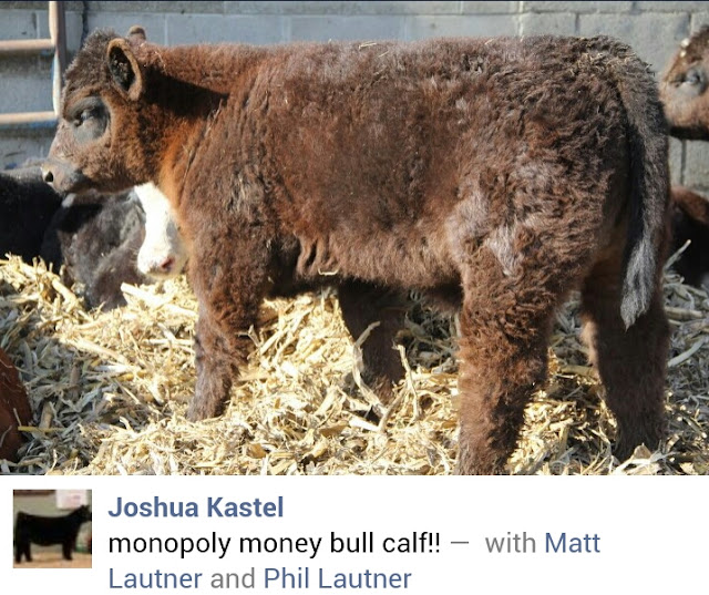 Lautner Farms: Kastel Cattle Co - Monopoly Money Bull Calf