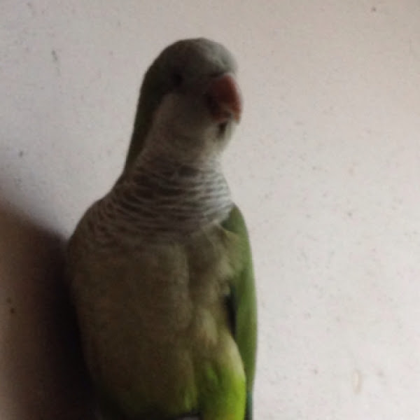 Monk parakeet or Quaker parrot | Project Noah