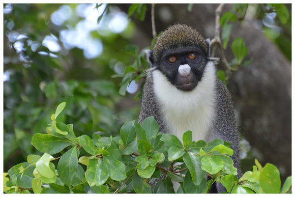 The lesser spot-nosed monkey | Project Noah