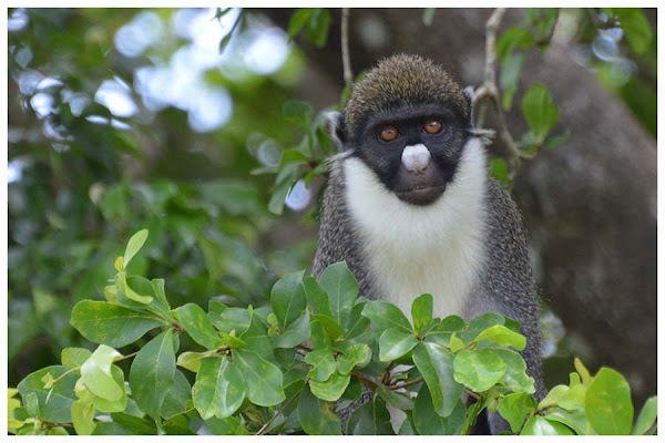 The lesser spot-nosed monkey | Project Noah