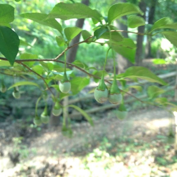 Snowbell tree | Project Noah