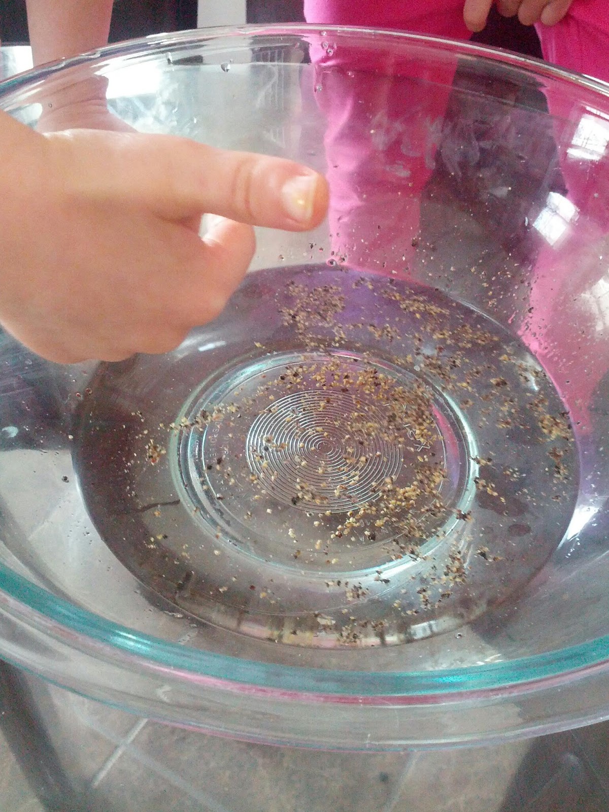 Surface Tension Experiment | And Next Comes L - Hyperlexia Resources