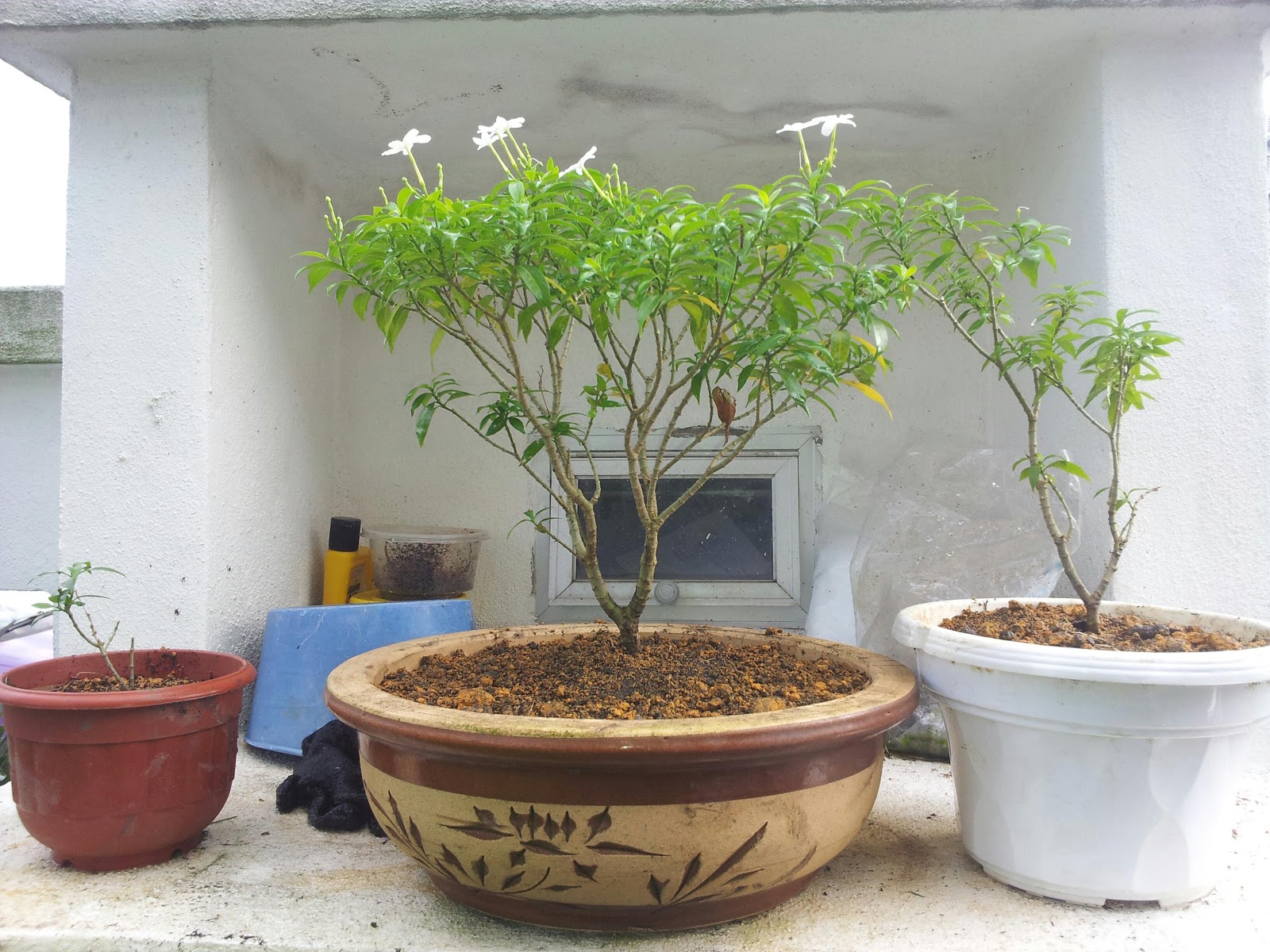 My Sekangkang Kera: DIY: Pokok Bonsai Jasmin