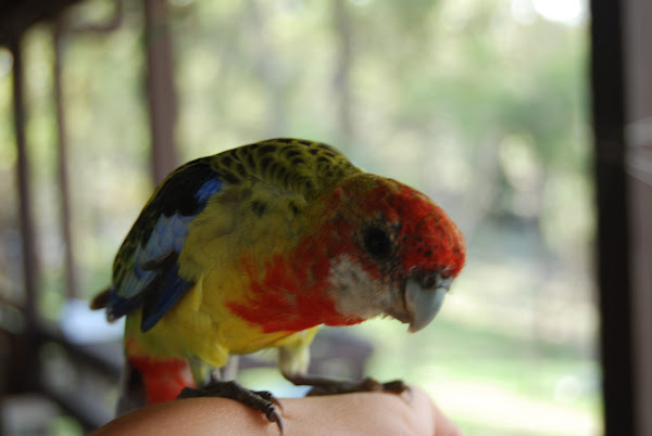Eastern Rosella | Project Noah