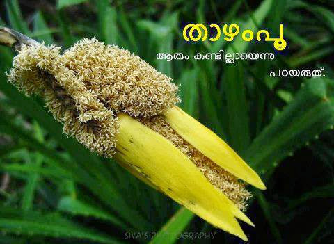 Ace Keralam: Thazhampoo