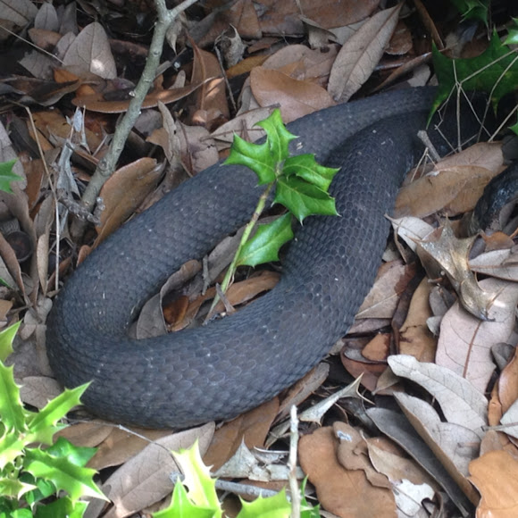 Yellow bellied water snake | Project Noah