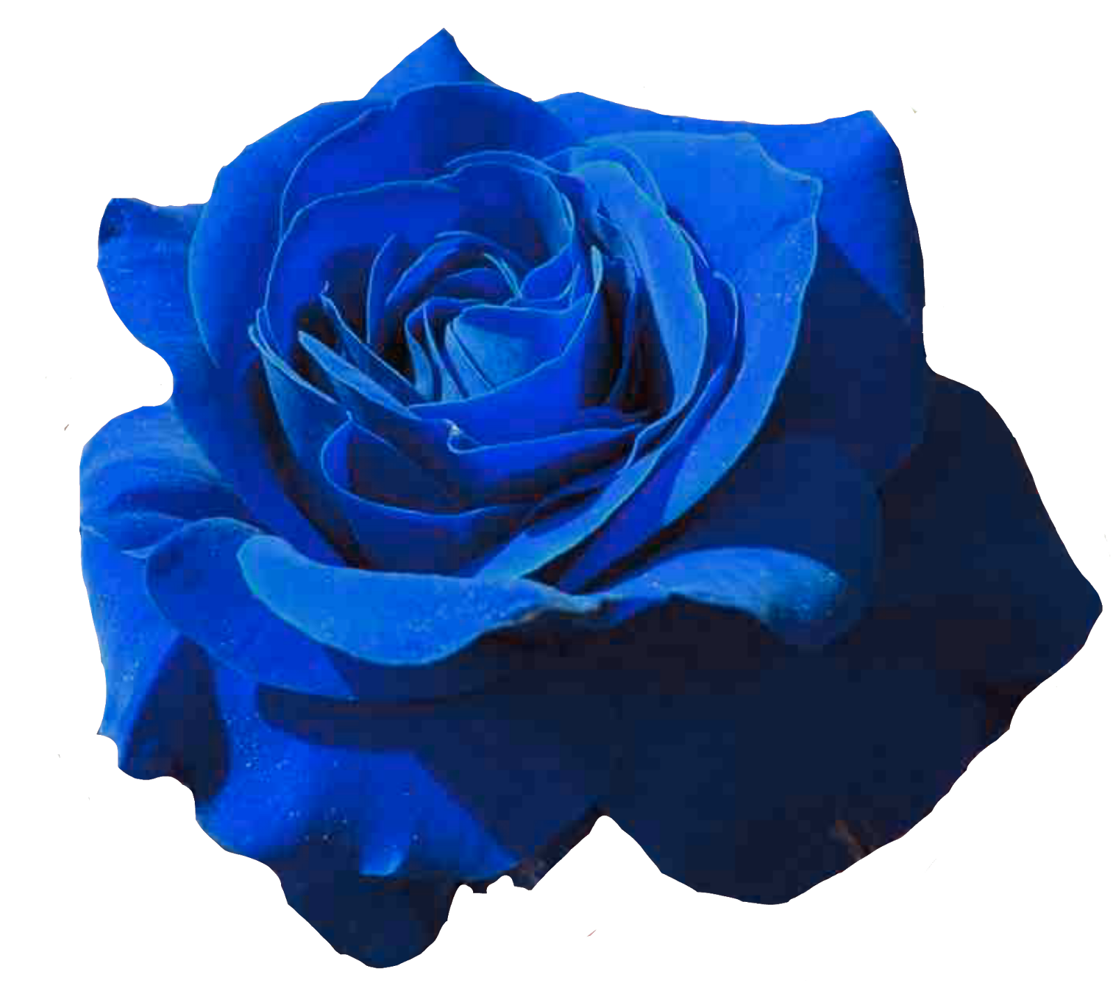 el jardin de rossy: rosas png