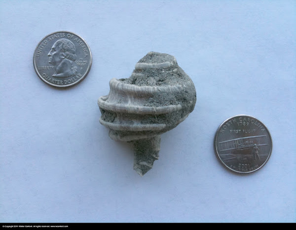 Fossil sea snail shell | Project Noah