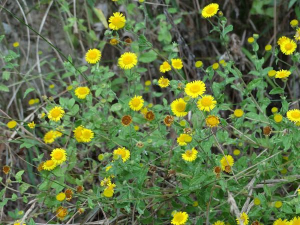 Common Fleabane | Project Noah