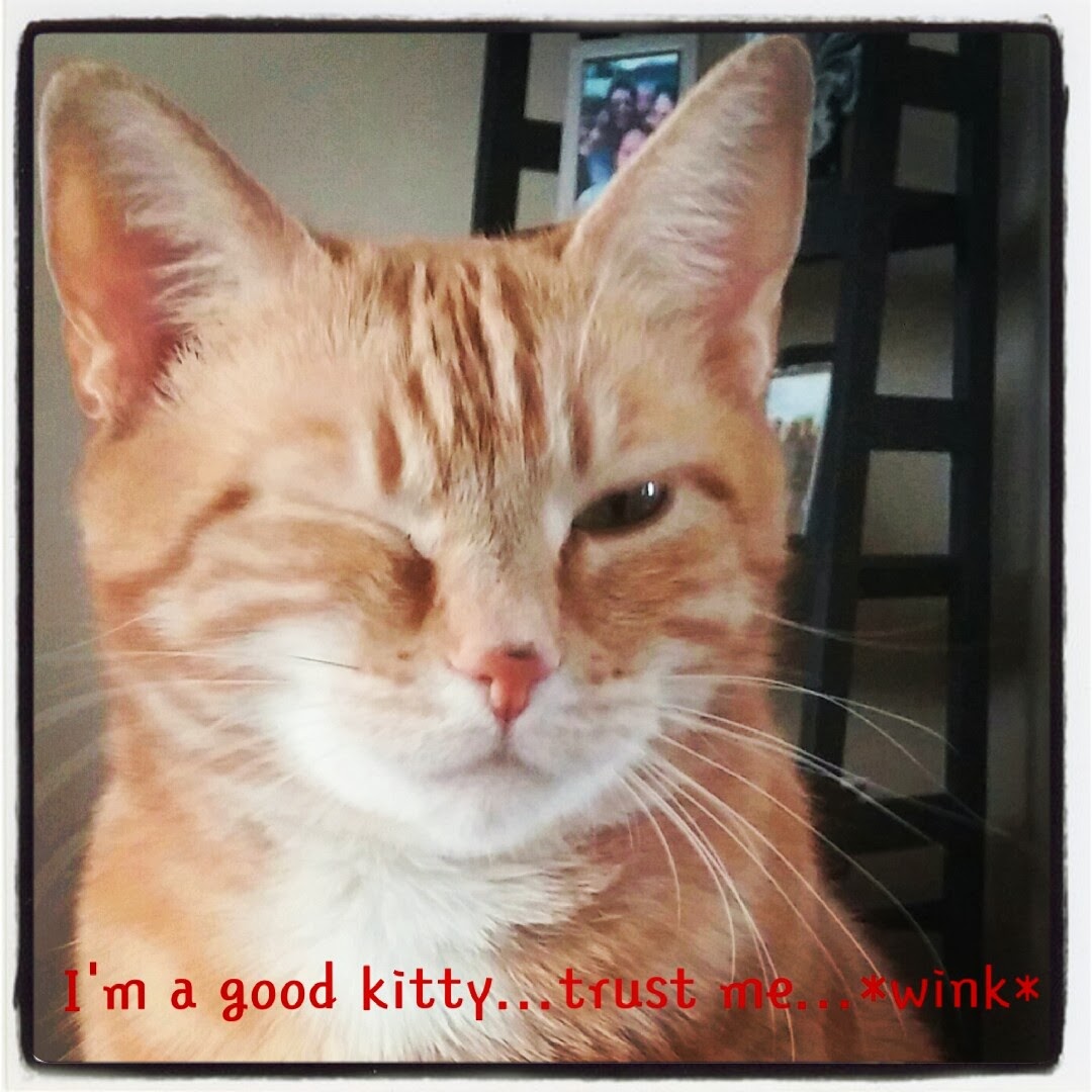 Bella's Block: I'm a Good Kitty