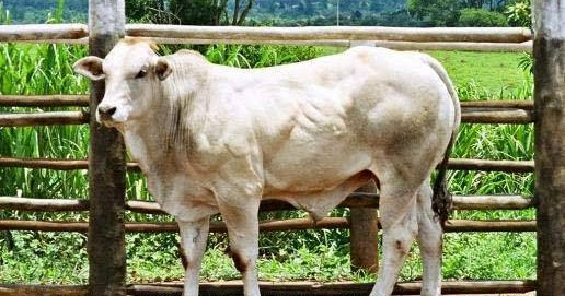 Atravs | A Traveler Redefined...: Boran Cattle