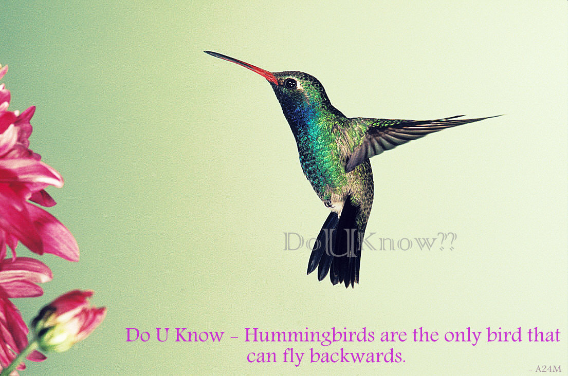 Hummingbird - Fly Backwards | Do You Know