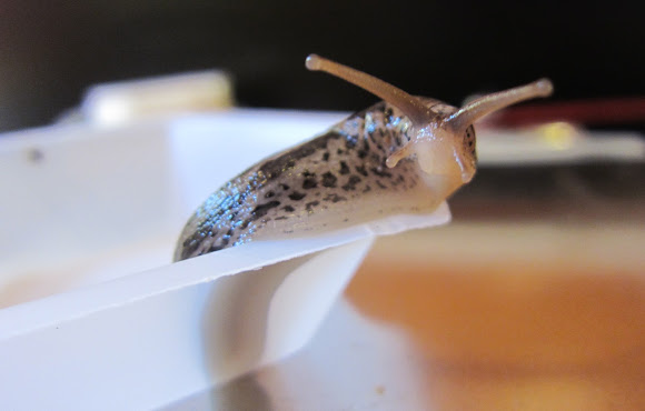 Tiger Slug | Project Noah