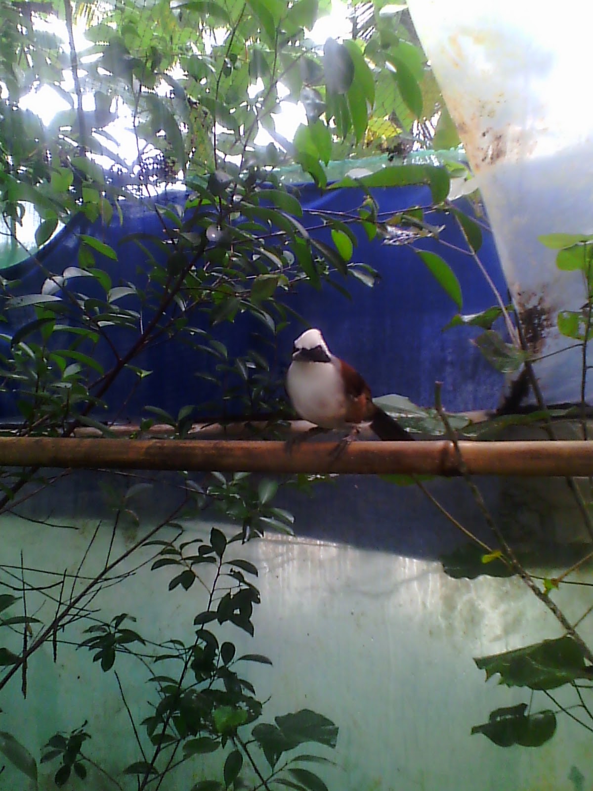 jual murai batu 100%ras asli!!!,medan,malaysia dan thailand..murah! di ...