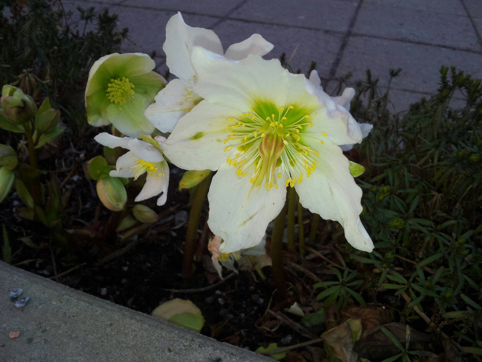 Husbilen Dettan: Vit blomma