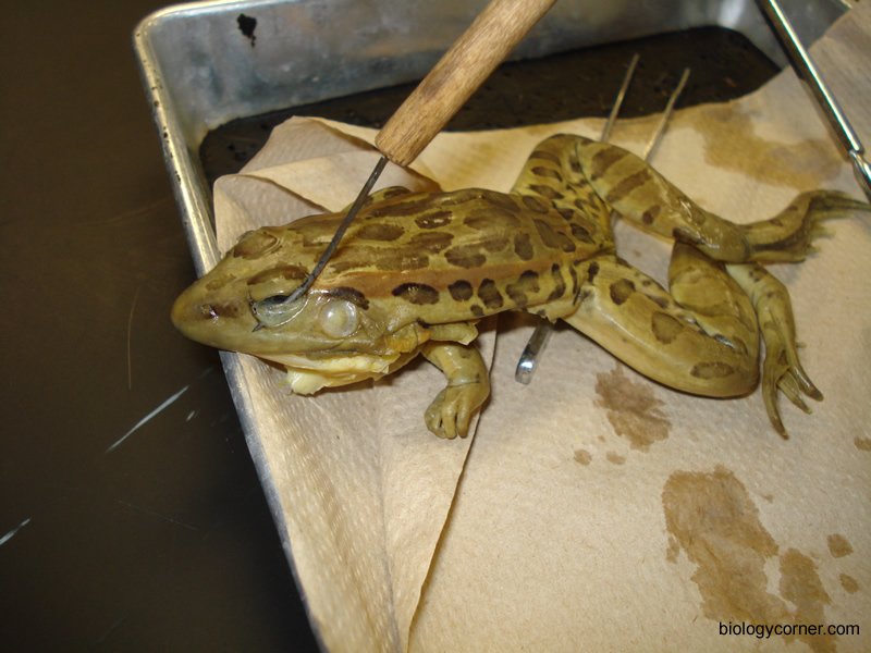 Exploringbio Another Site Dissection Frog Exploringbio Another Site Dissection Frog