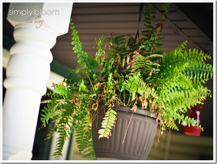 Empty Nest Syndrome {Sad Fern Interview} | Simply Bloom Co.