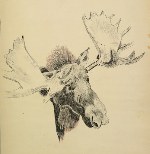 Drawing, Moose Head — Google Arts & Culture