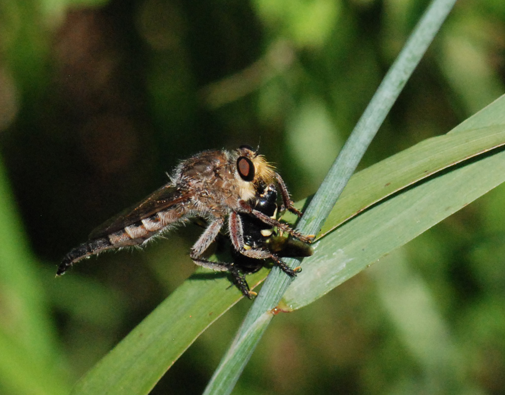 Gaia Garden: Robber Fly Chowing Down