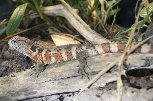 Chinese Crocodile Lizard | Project Noah