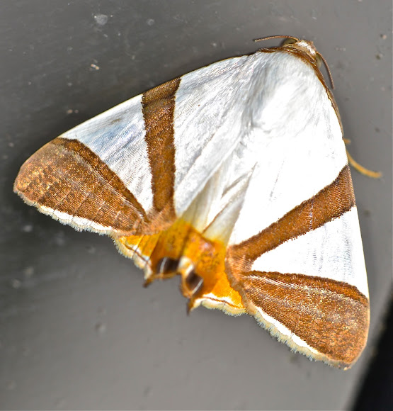 Erebid Moth | Project Noah