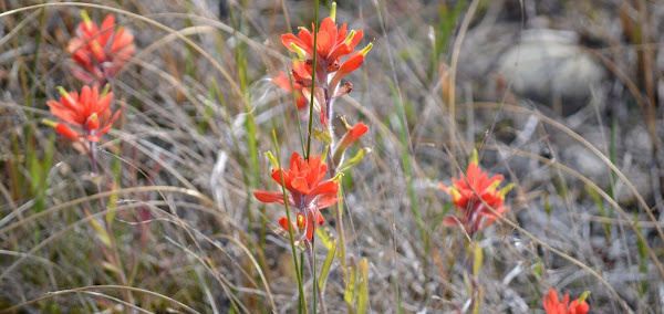 Common Red Paintbrush | Project Noah