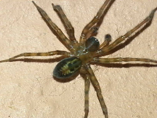 Hacklemesh Weaver | Project Noah